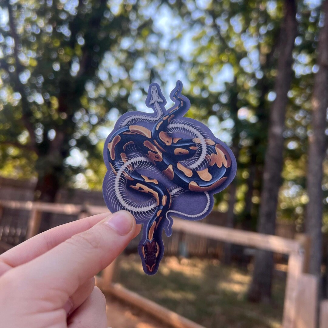 Snake Skeleton and Ball Python Sticker - Laminated Vinyl Sticker - Hand ...