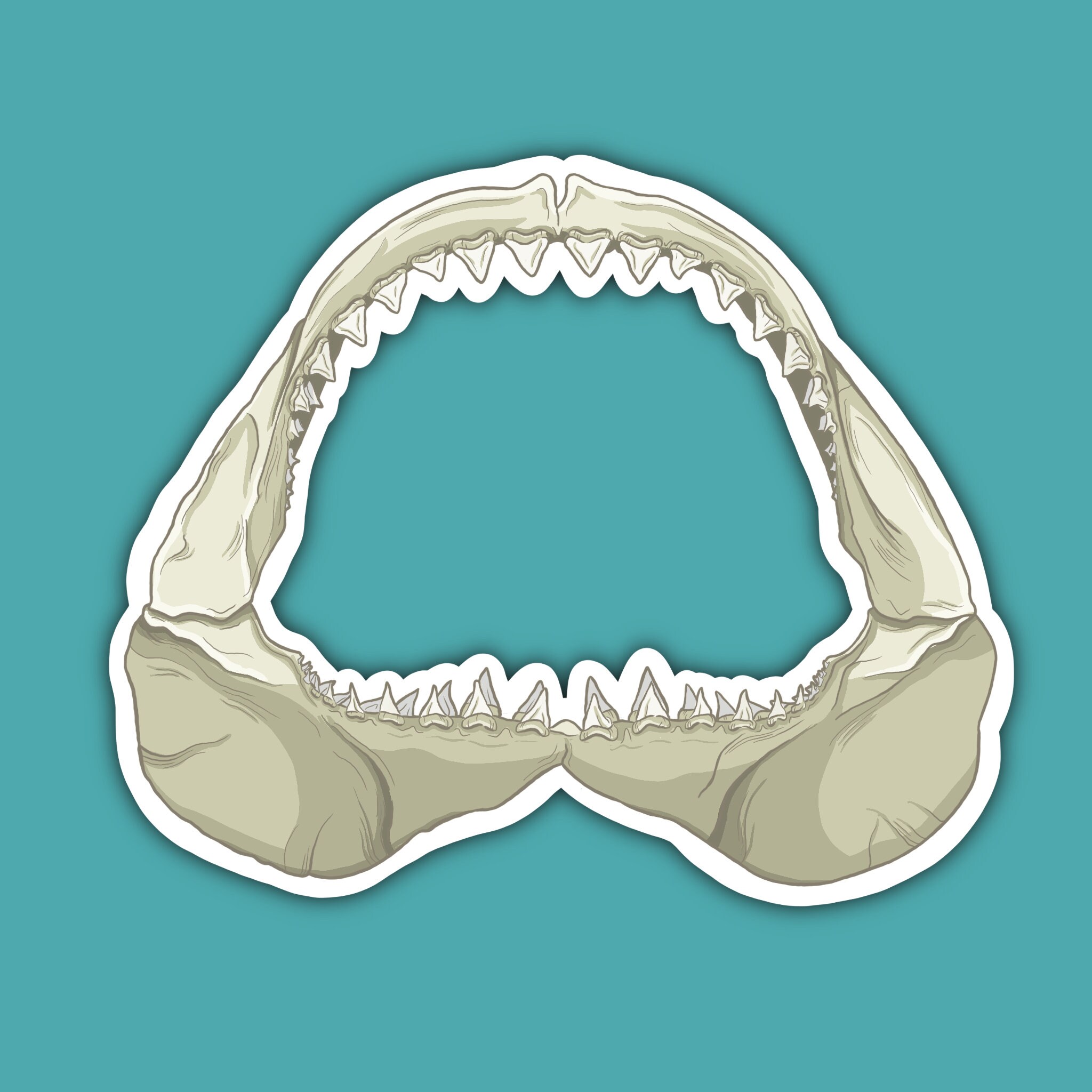 Shark Jaw Laminated Vinyl Sticker Hand Made Hand Drawn - Etsy