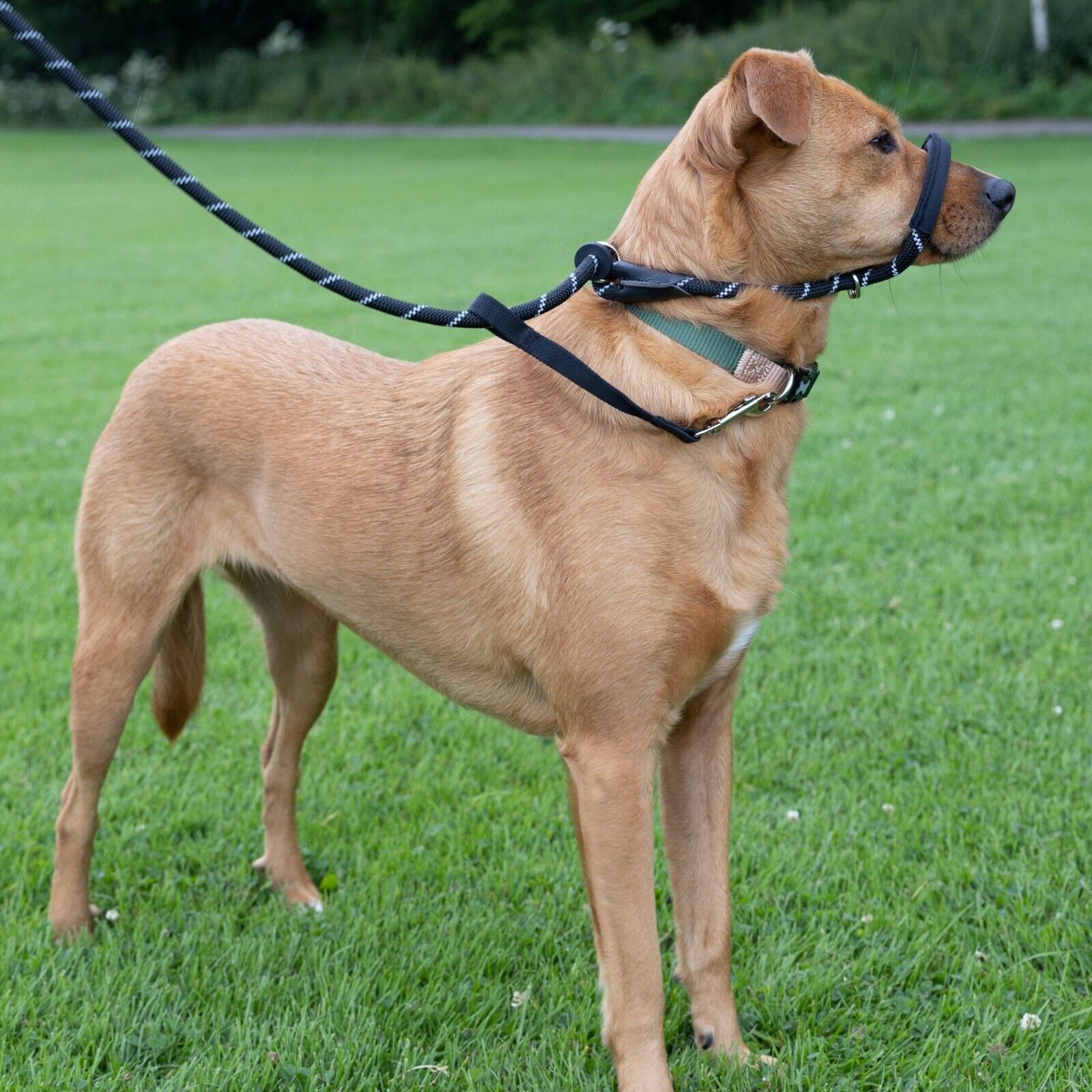 Rope Figure of 8 Dog Lead Halti Head Collar With Nose Padding and ...