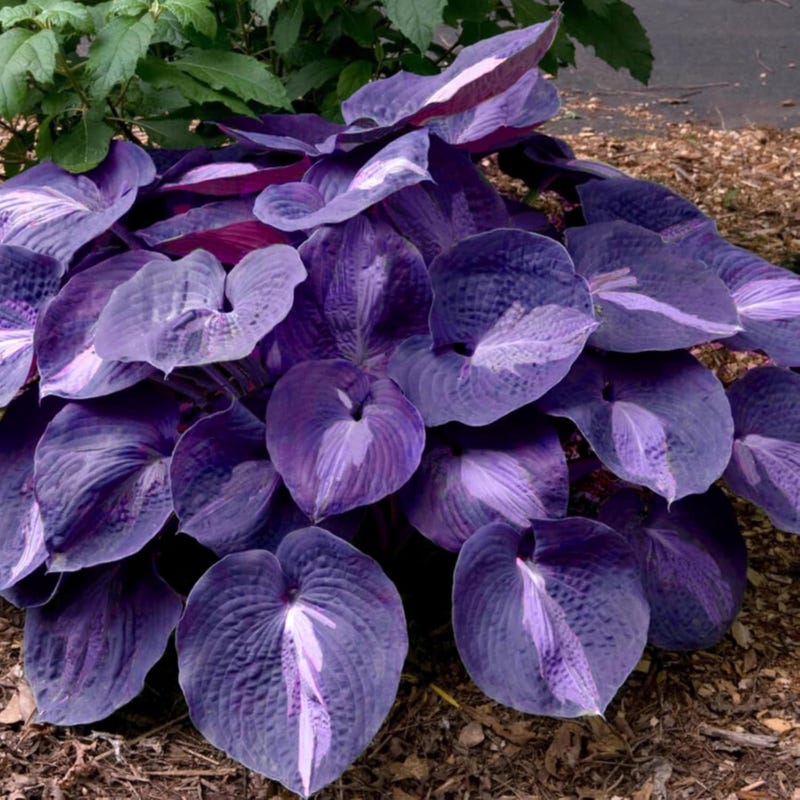 Purple Hosta Plant - Etsy