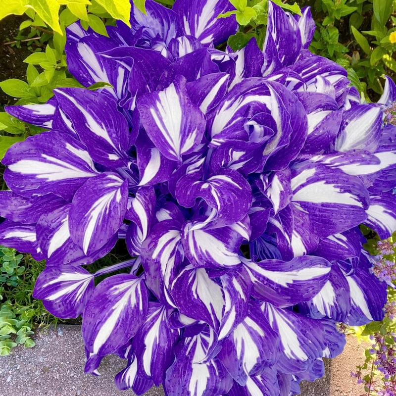 Rare Hosta Seeds - Etsy