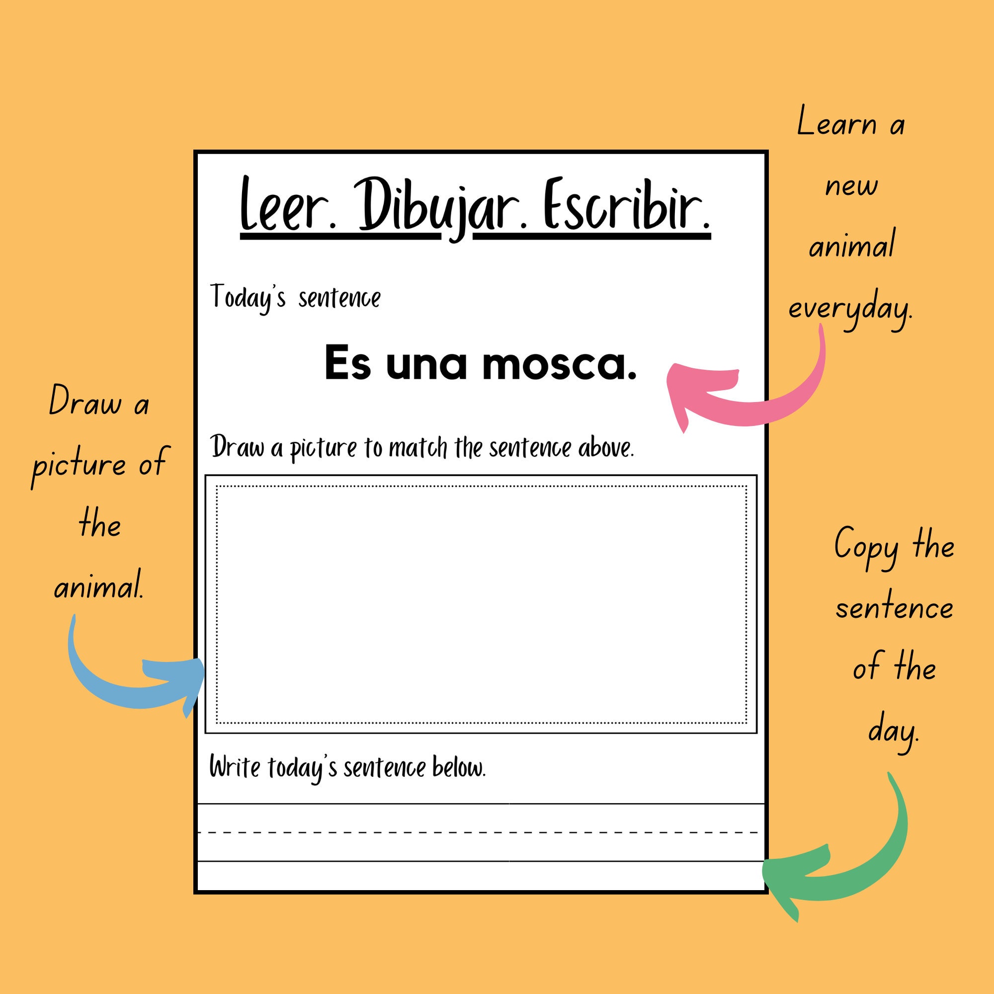 Animals in Spanish Worksheets, No Prep Needed, Read, Write, Draw, Color ...