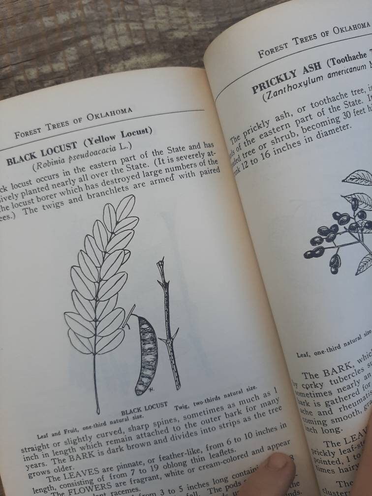 Forest Trees of Oklahoma How to Know Them October 1975 a - Etsy