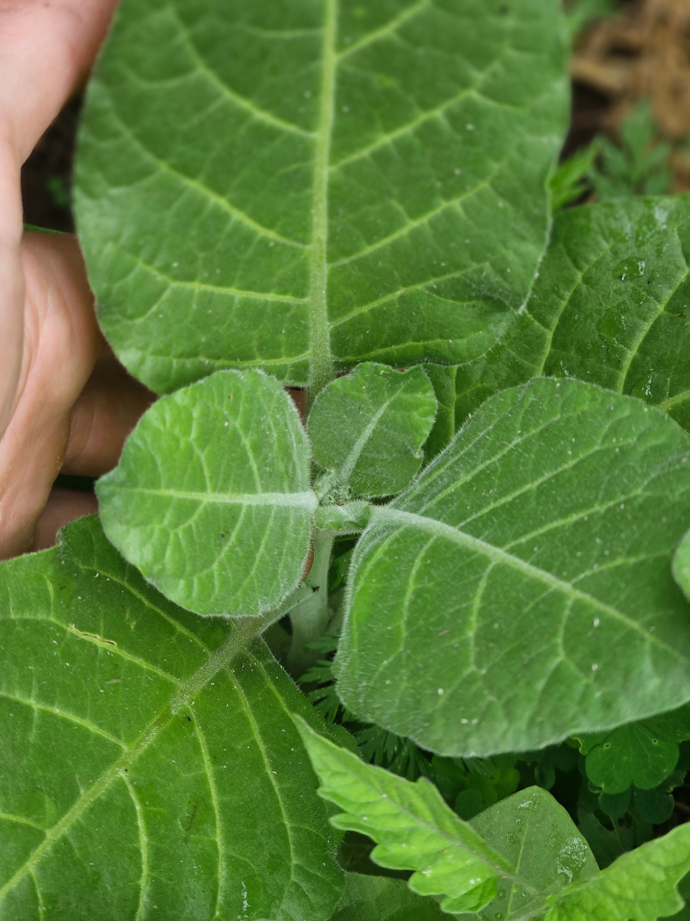 Aztec Tobacco Seeds. Nicotiana Rustica - Etsy