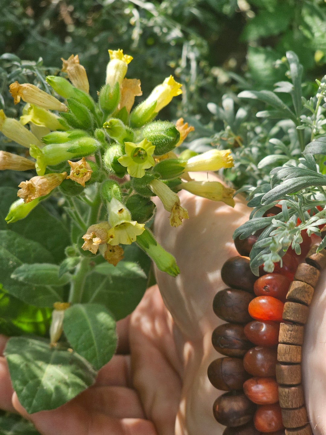 Aztec Tobacco Seeds. Nicotiana Rustica - Etsy