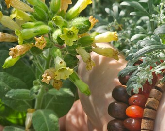 1000 Aztec Nicotiana Rustica Tobacco Seeds Aztec Tobacco Sacred Tobacco ...