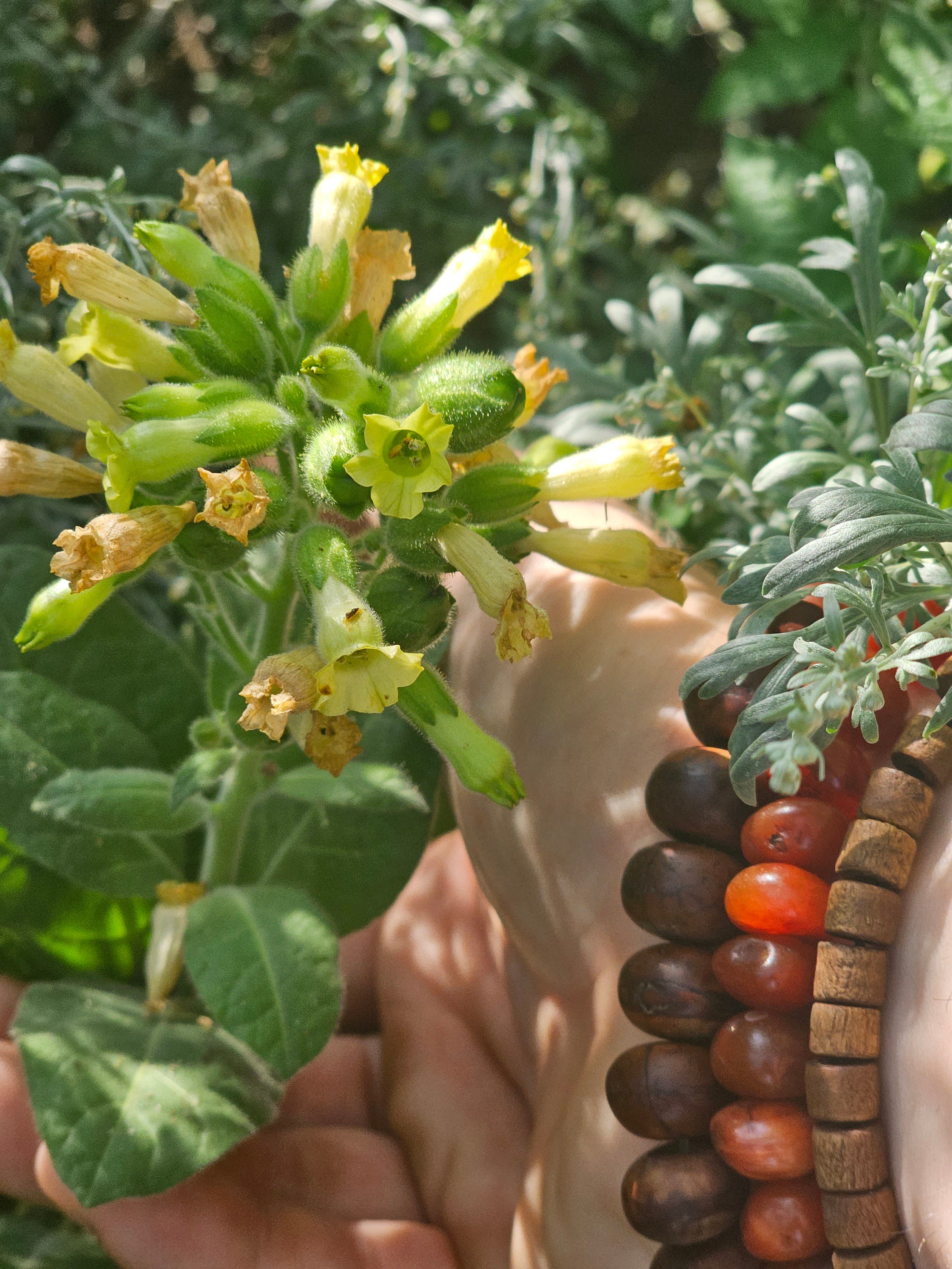 Aztec Tobacco Seeds. Nicotiana Rustica - Etsy