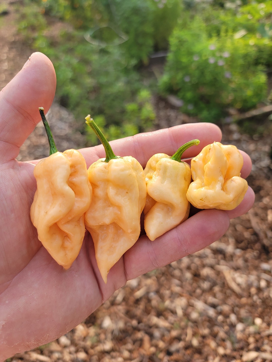 Peach Ranger Super Hot Pepper Seeds. - Etsy