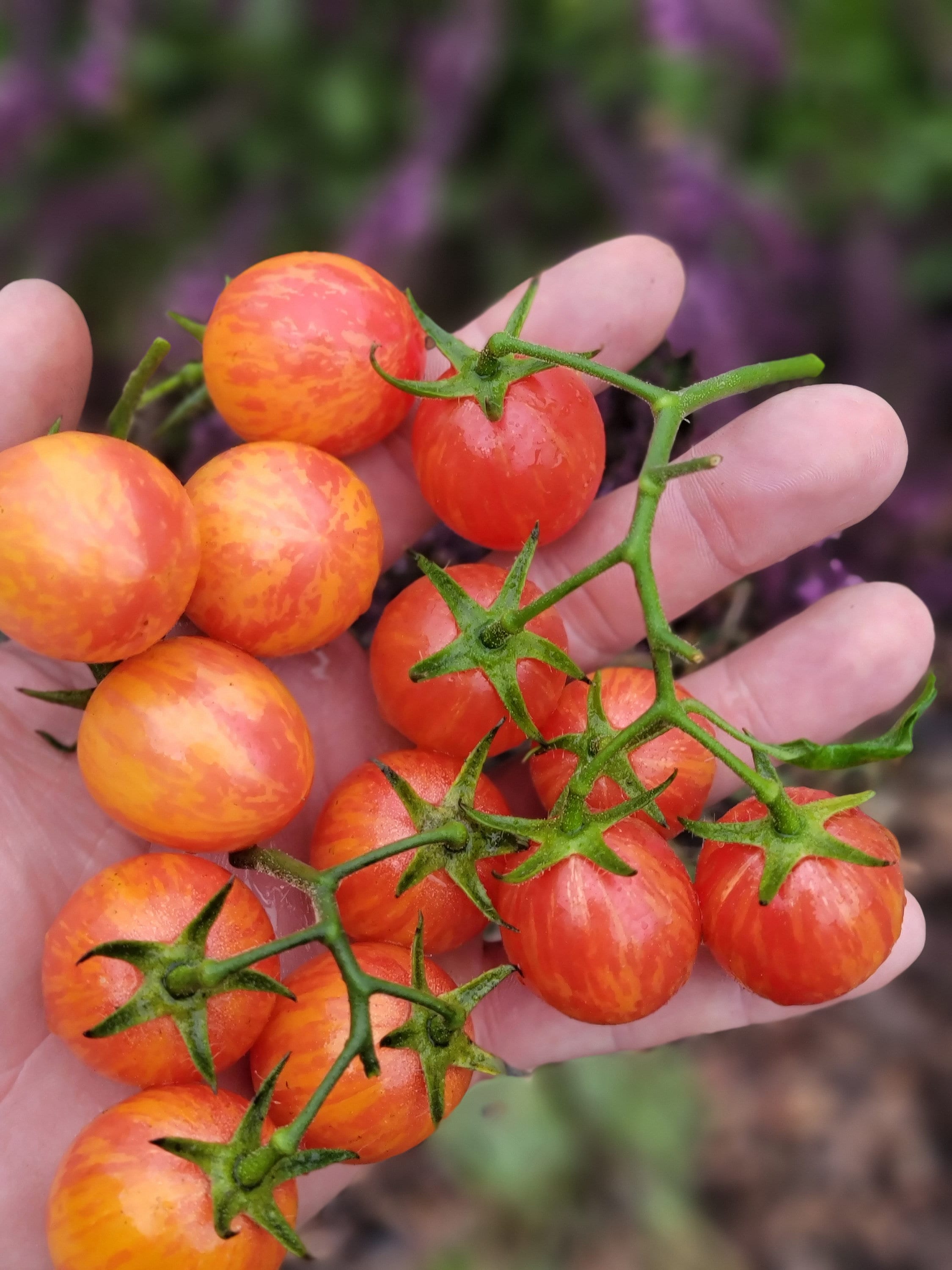Sunrise Bumblebee Cherry Tomato Seeds - Etsy