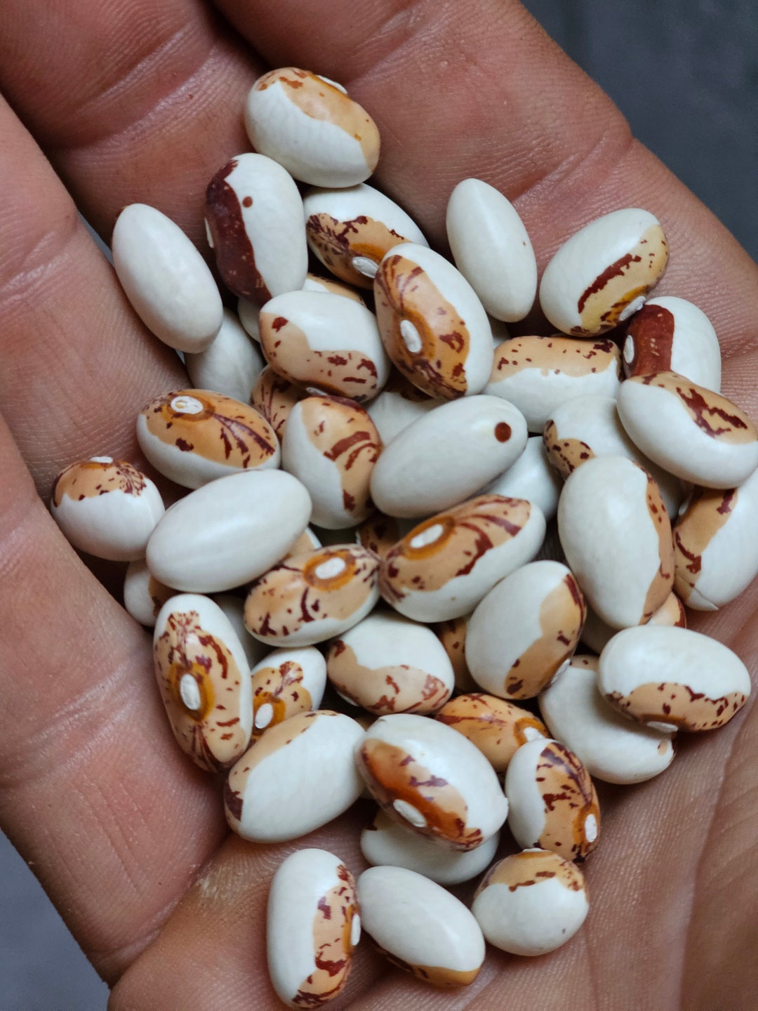 Hidatsa Shield Tribe Bean Seeds - Etsy