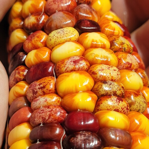Heirloom Corn - Etsy