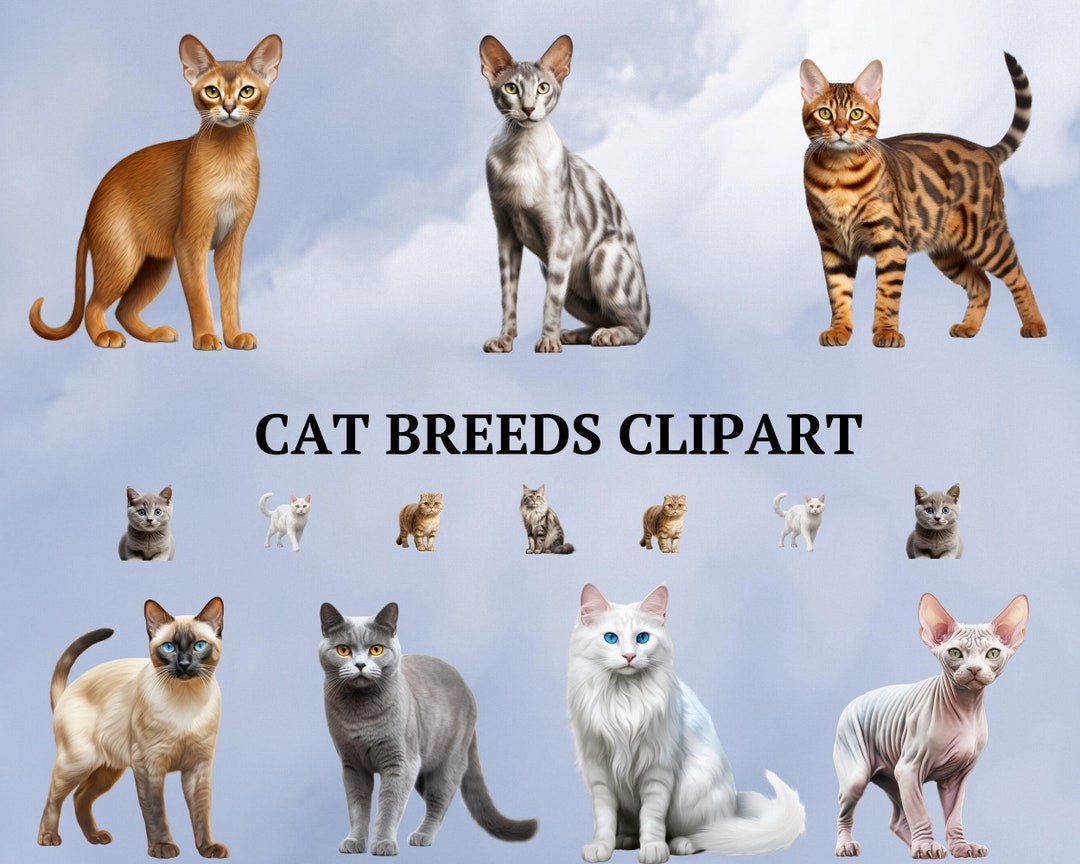76 Cat Breeds Clipart Bundle Cats Clipart, Cats Clipart, Animals ...