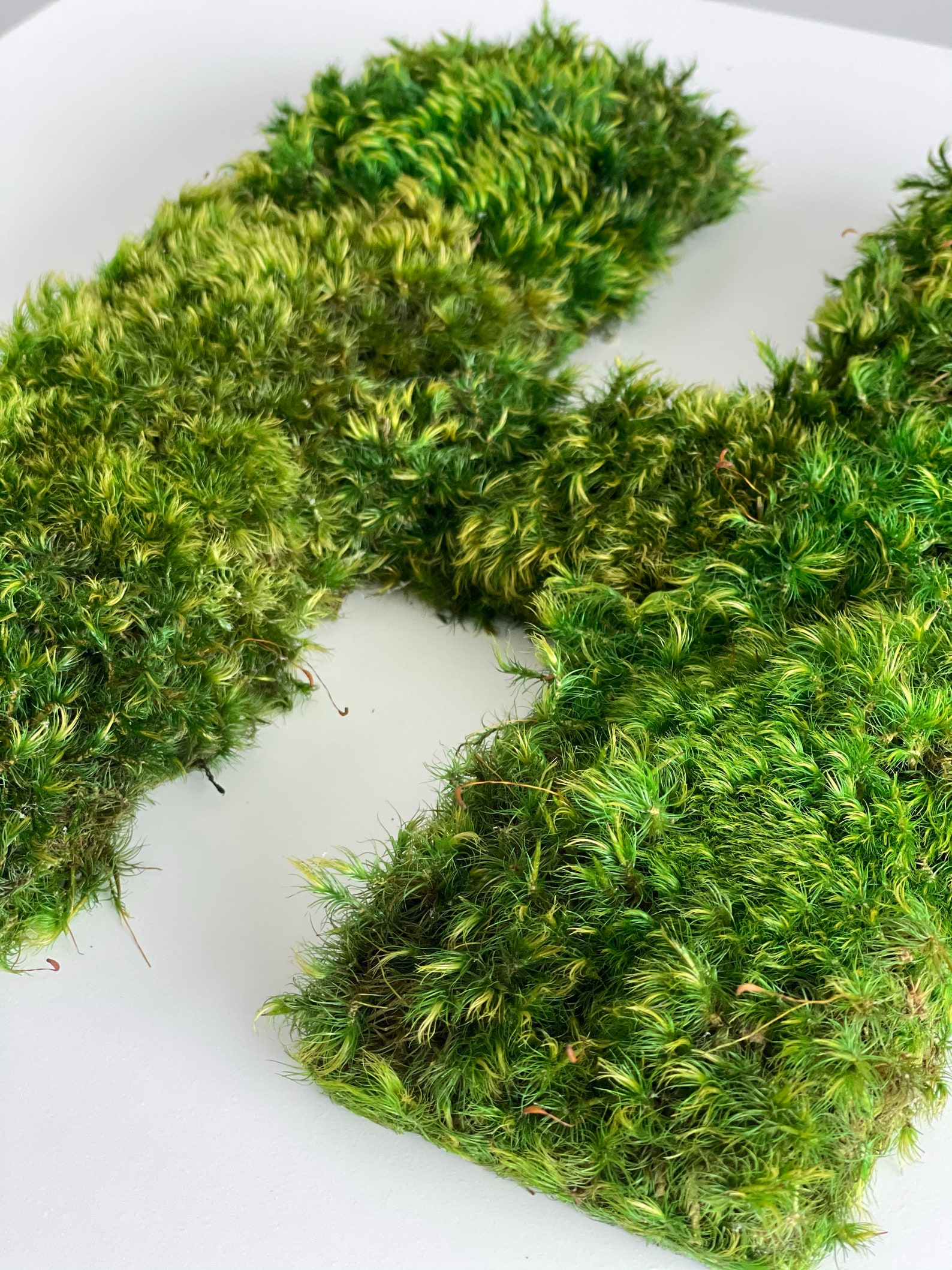 Moss Letters, Preserved Mood Moss, Moss Logo, Moss Art, Mood Moss ...
