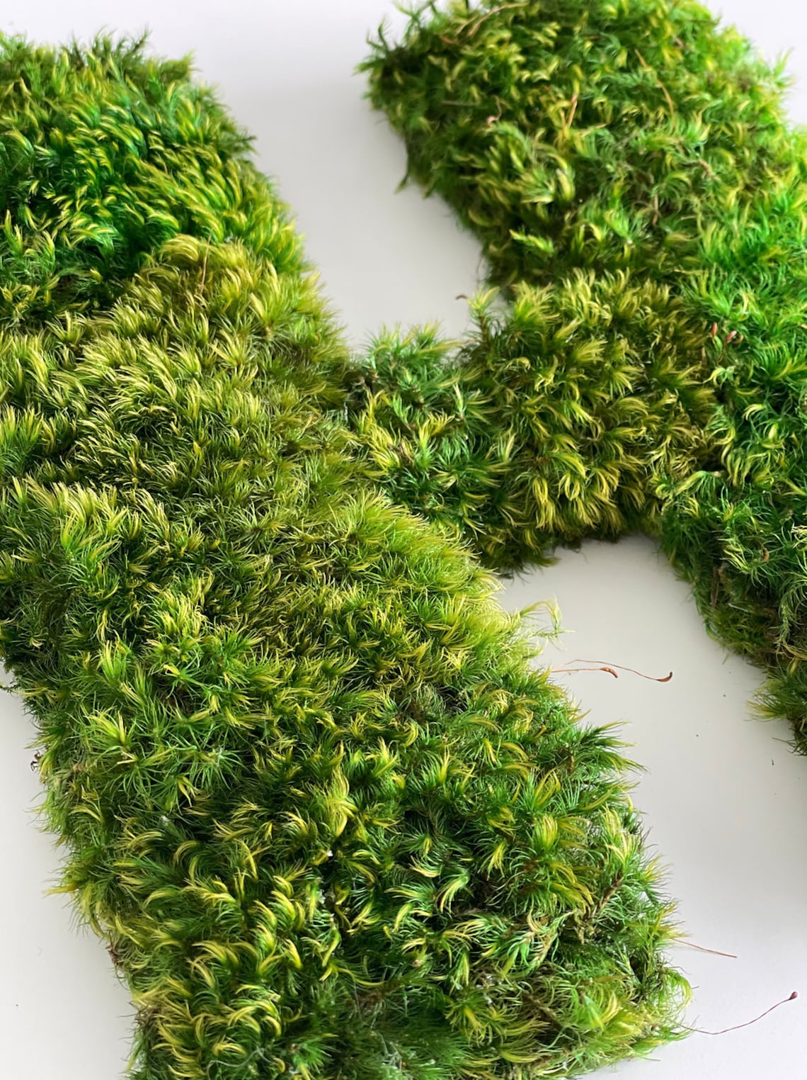 Moss Letters, Preserved Mood Moss, Moss Logo, Moss Art, Mood Moss ...