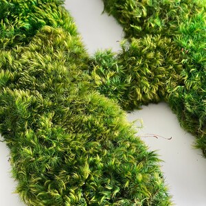 Moss Letters, Preserved Mood Moss, Moss Logo, Moss Art, Mood Moss ...