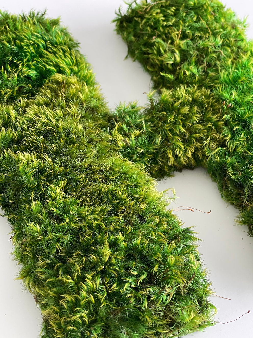 Moss Letters, Preserved Mood Moss, Moss Logo, Moss Art, Mood Moss ...