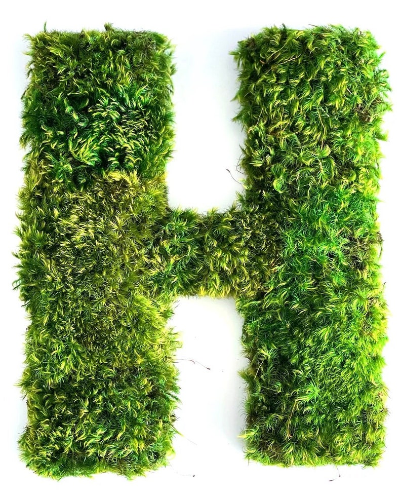 Moss Letters, Preserved Mood Moss, Moss Logo, Moss Art, Mood Moss ...