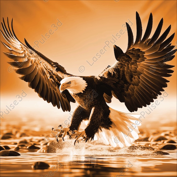 Adler Grafiken