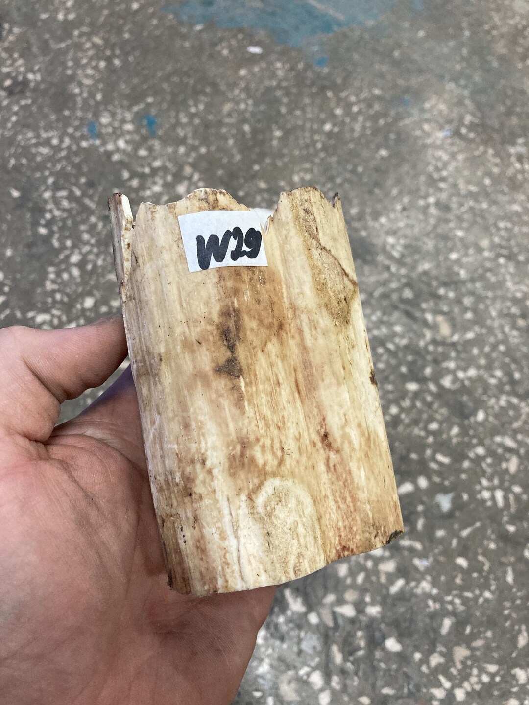 Walrus Tusk Block for Scrimshaw Handle, Resin Reproduction Replica N/0 ...