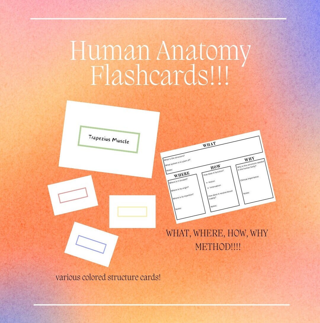 Human Anatomy Flashcards - What, Where, How, Why Method! - Etsy