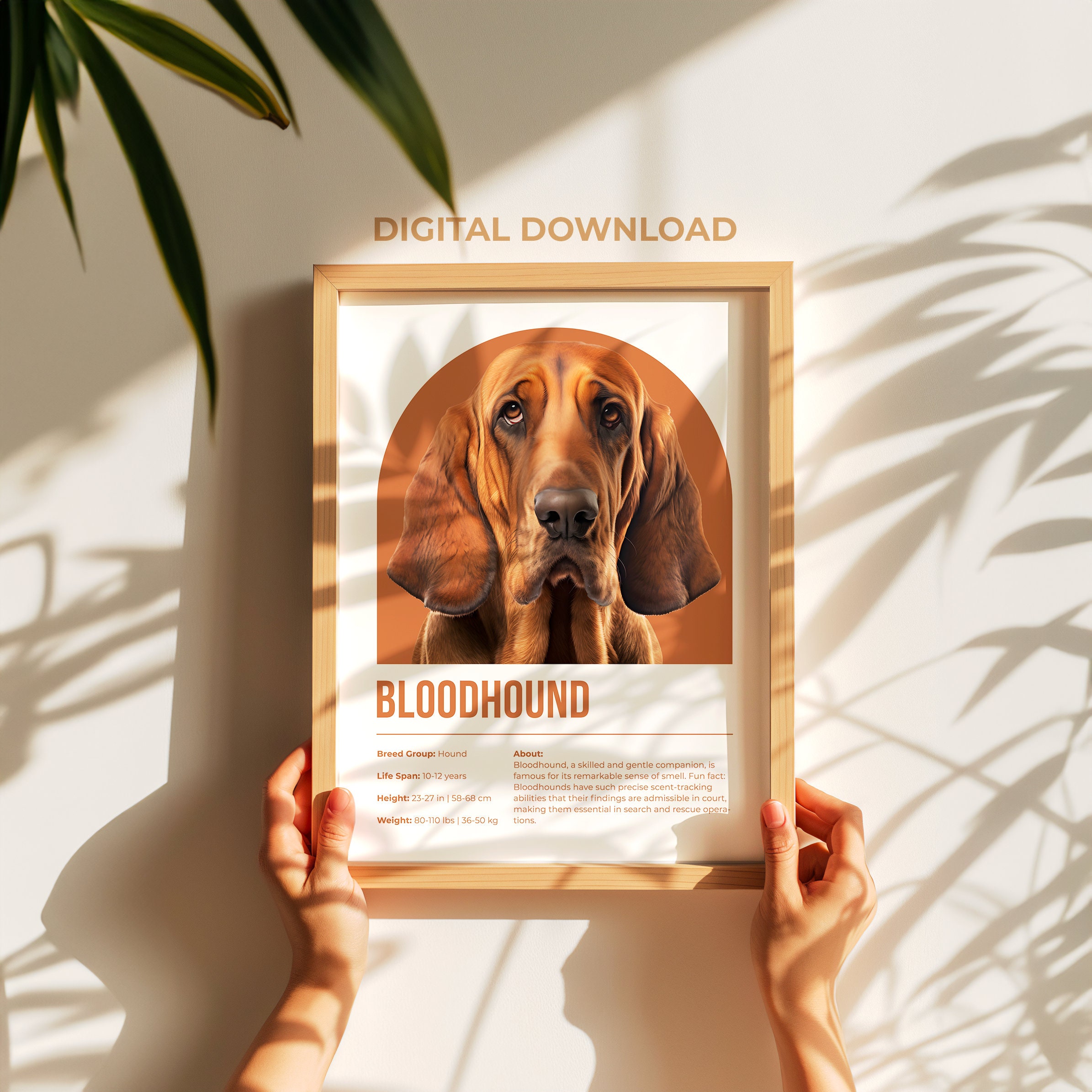 Bloodhound Informative Dog's Poster, Wall Art, Gift for Pet Lovers, Dog ...