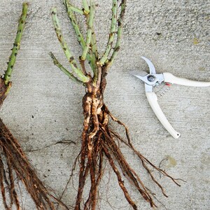 NEW Knockout Orange Glow Roses Bare Root - Etsy