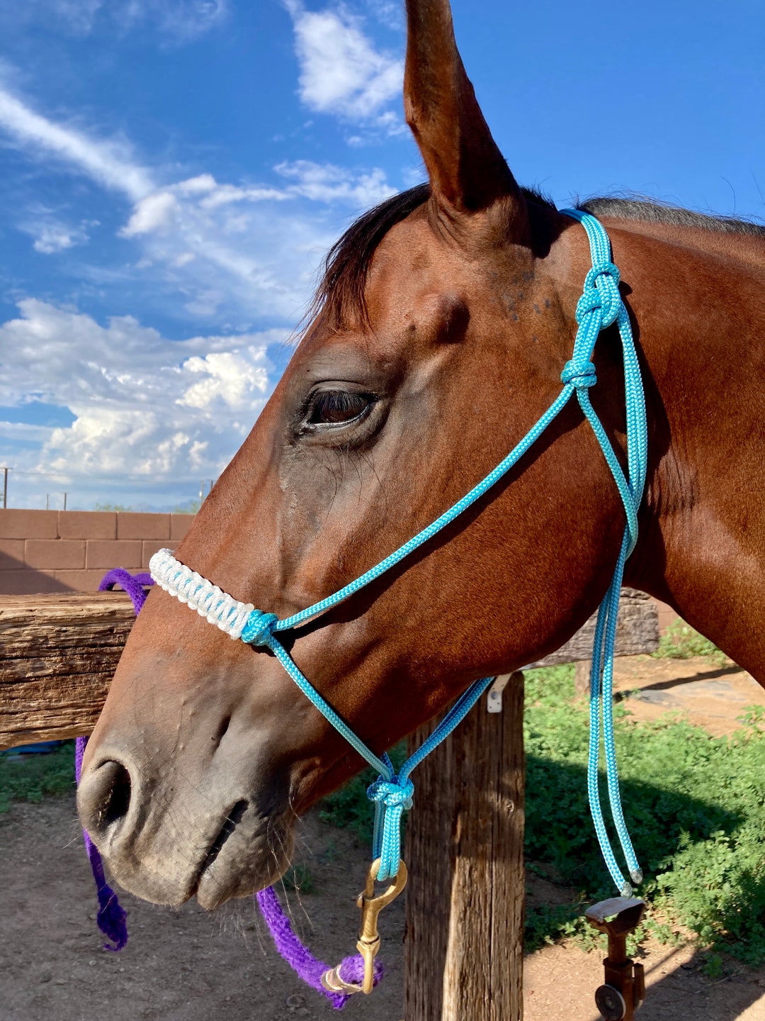 Sky Blue Rope Halter ONLY - White and Black Noseband - Average Size - Etsy