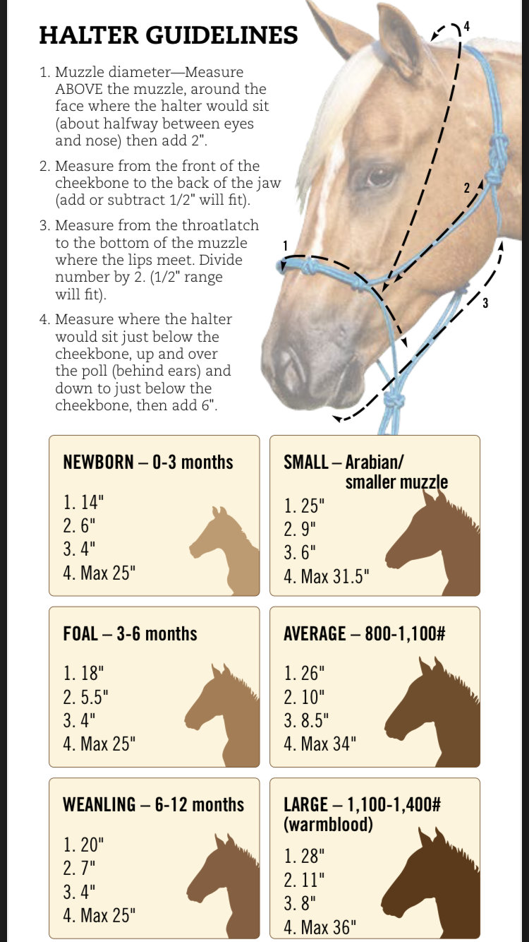 Mule Tape Halters W/ Lead Assorted Colors Newborn/foal/mini/yearling ...