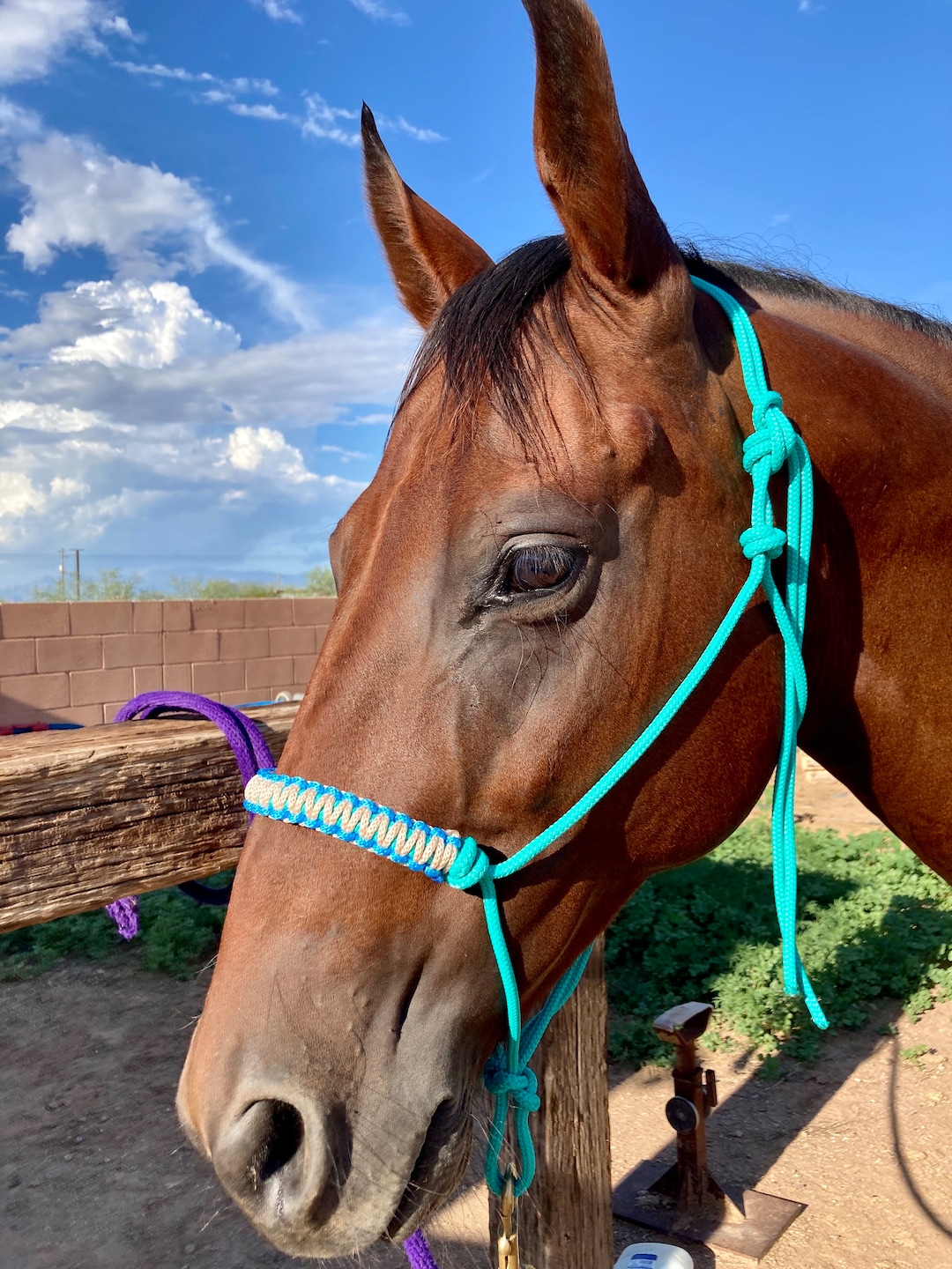 Teal Rope Halter W/ Lead - Tan and Blue Noseband - Average Size - Etsy