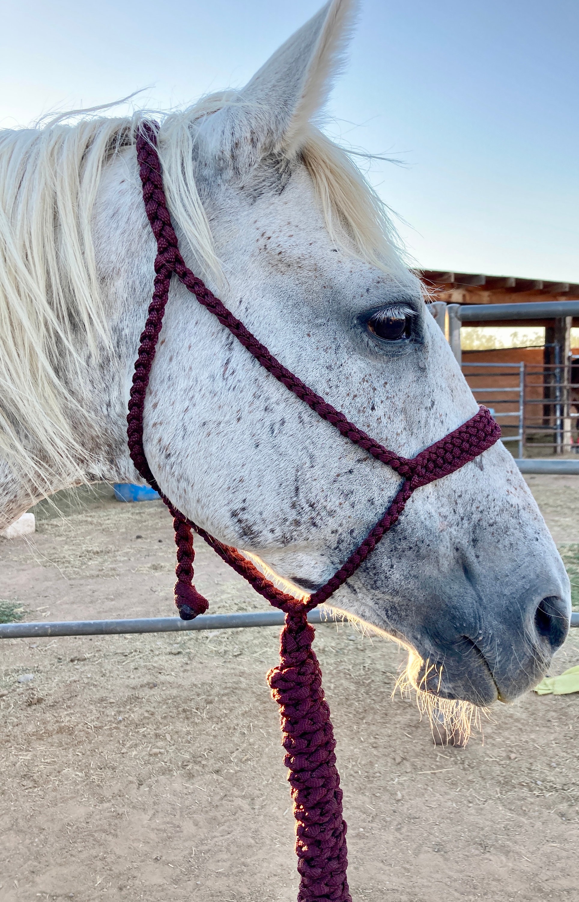Mule Tape Halters W/ Lead Assorted Colors Newborn/foal/mini/yearling ...