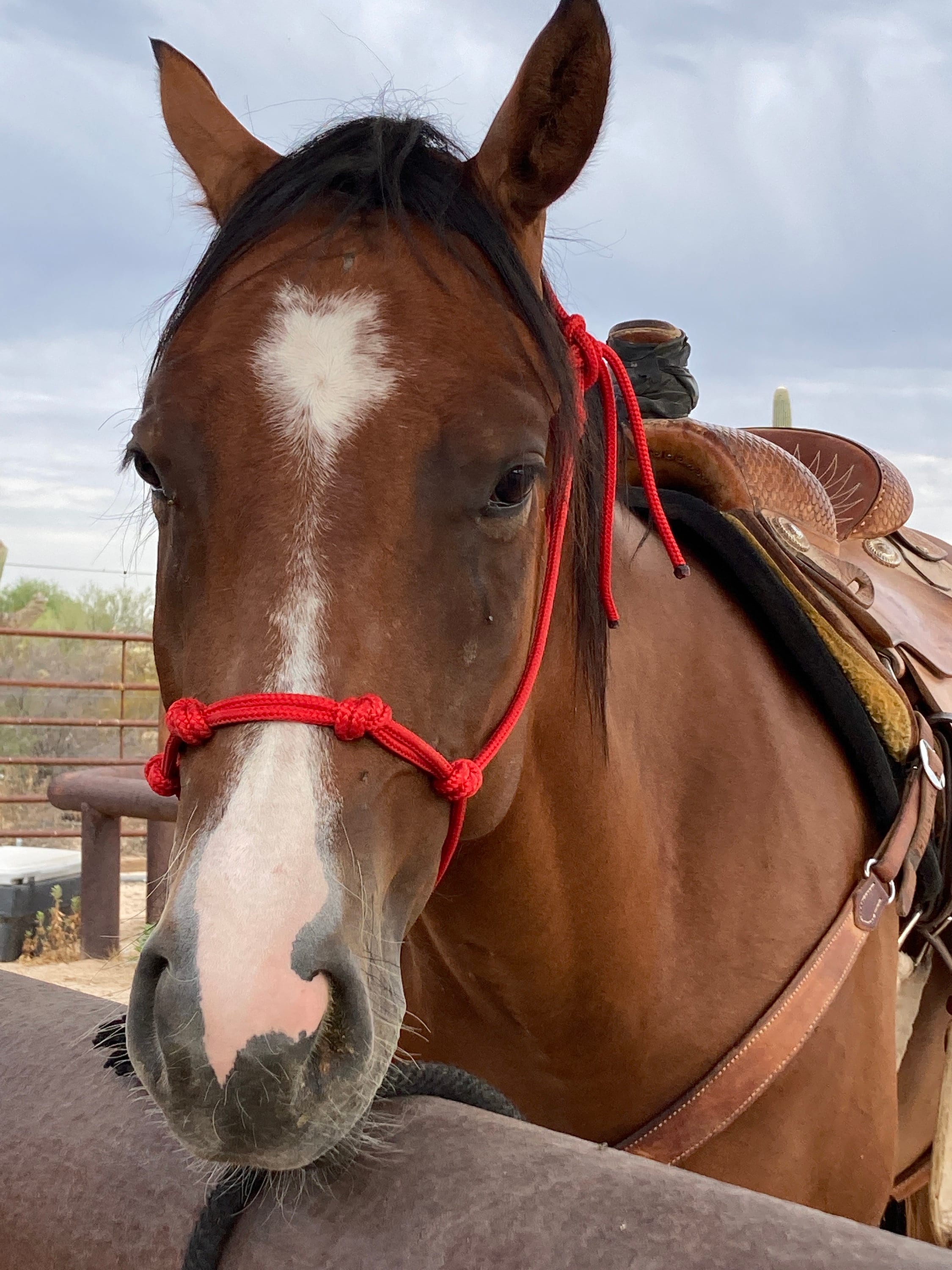 4-knot Rope Halter Only Assorted Colors Newborn/foal/mini/yearling ...