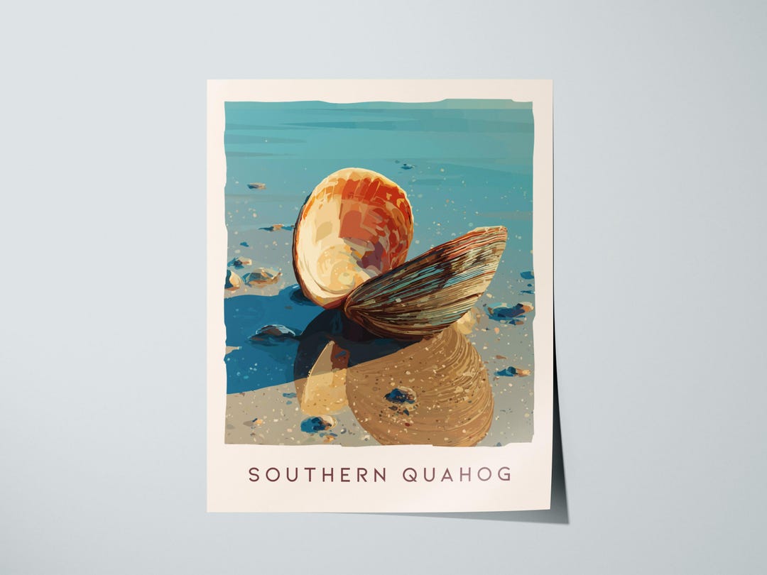 Southern Quahog Print: Florida Clam Shell Digital Download, Coastal ...