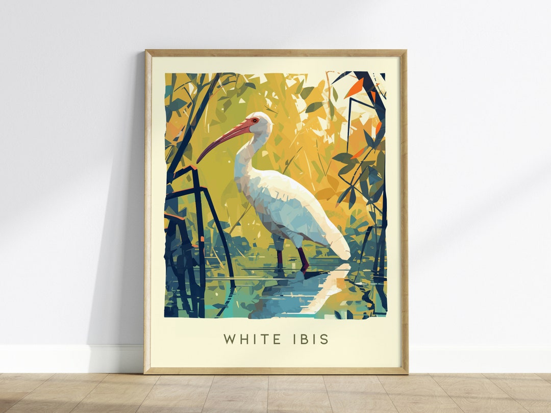 White Ibis Poster Wall Art, Florida Bird Print, Mangrove Wildlife Art ...