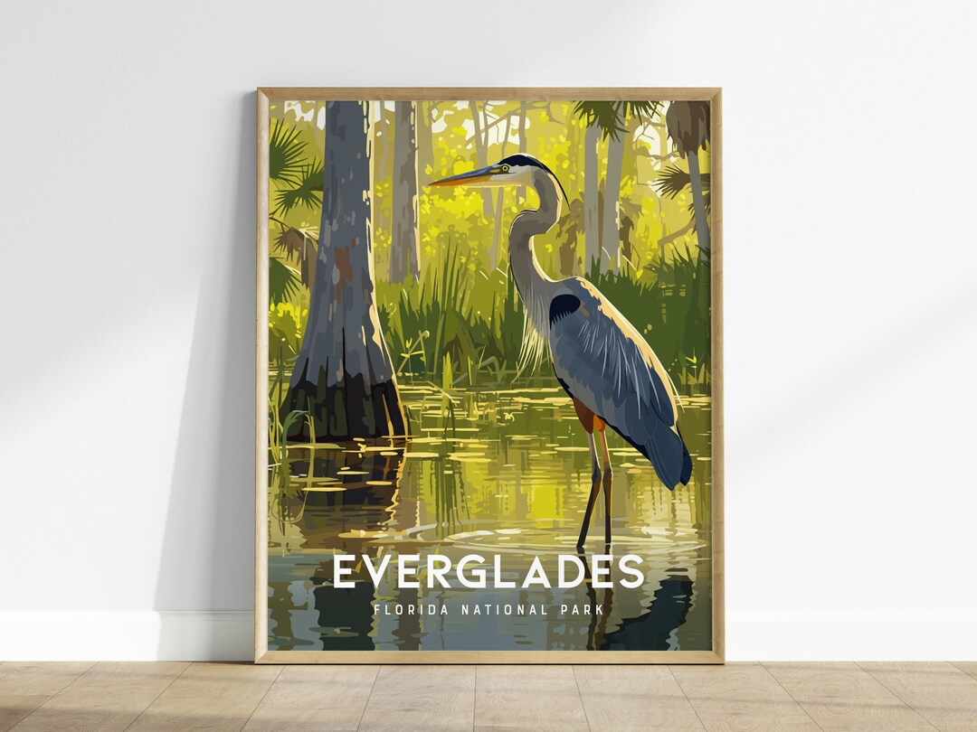 Everglades National Park, Florida Framed Wall Art - Glades Great Blue ...
