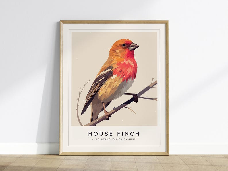 House Finch Poster: Vibrant Bird Illustration, Farmhouse Decor, Framed ...