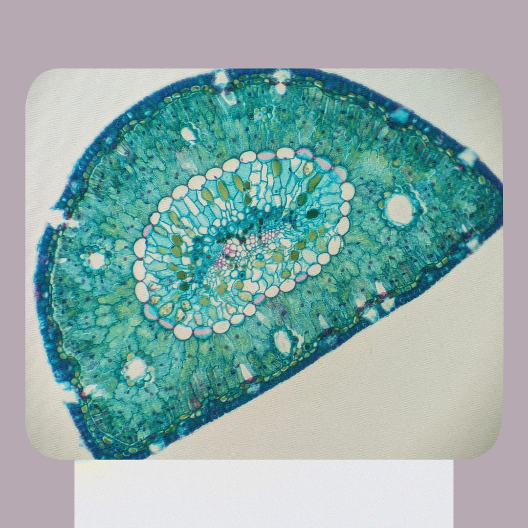 Microscopic Seed Slice Mouse Pad - Etsy