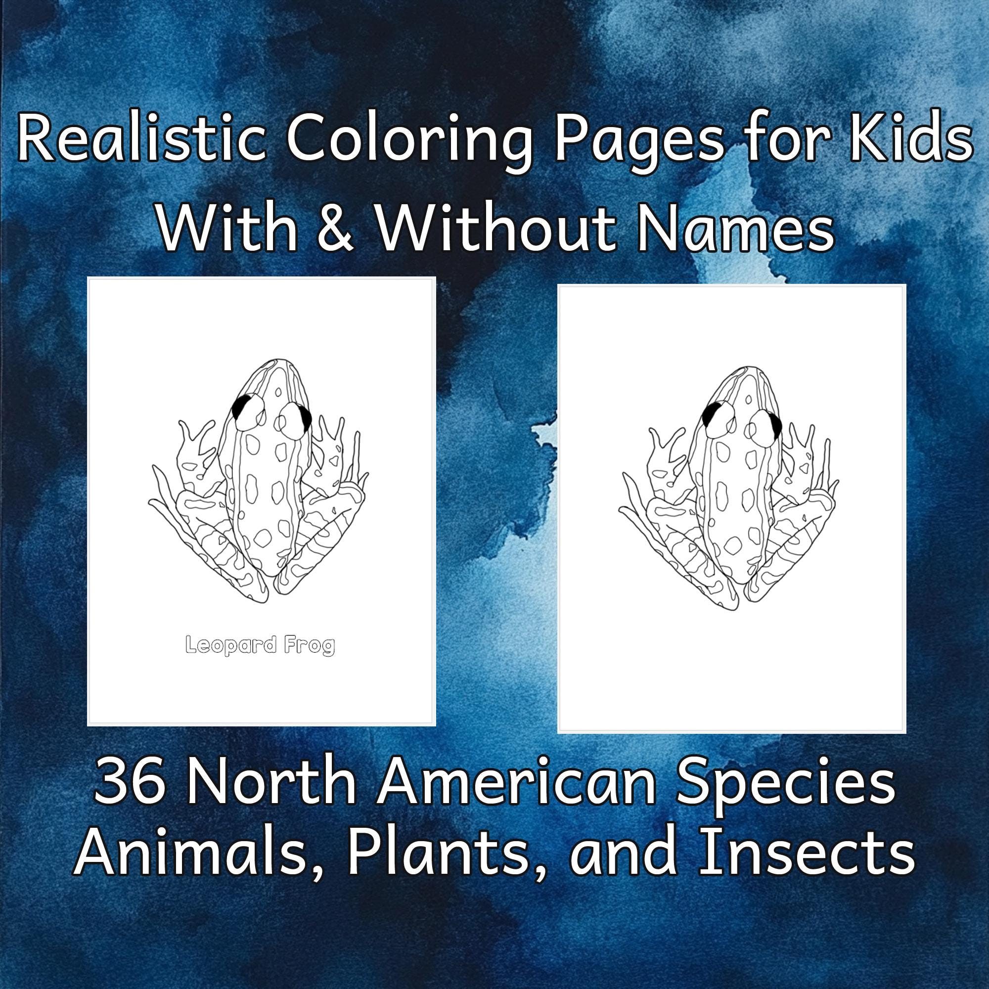 36 Realistic Coloring Pages for Kids, Common American Midwest/northeast ...