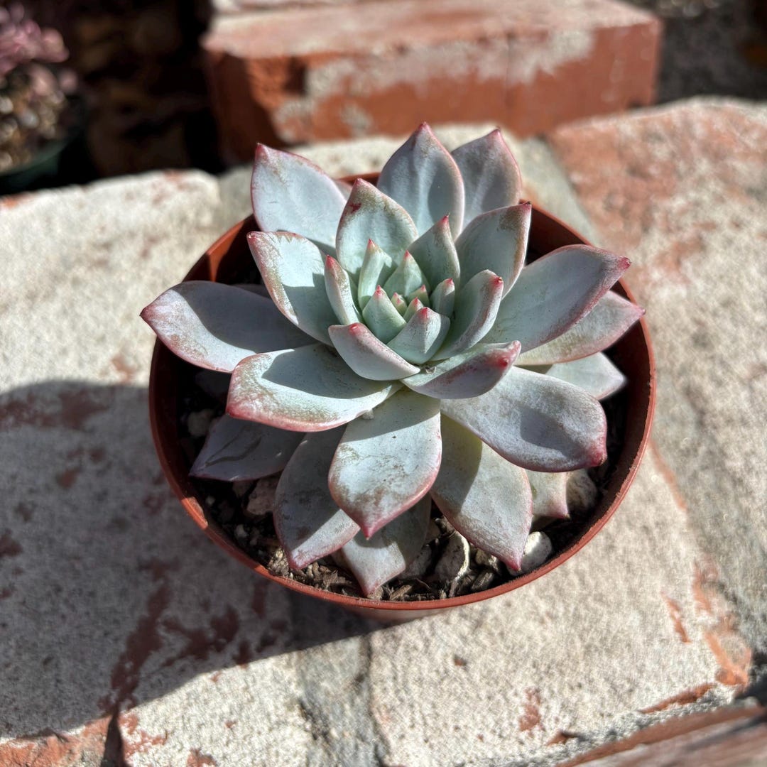 Echeveria Blue Bird 4succulent, Live Plant, Rare Succulent, Garden ...