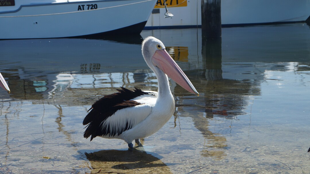 Pelican - One Pelican - at Albany Beach, in WA - Etsy Australia