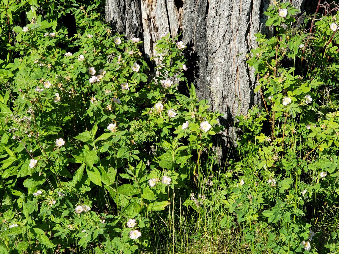 Prickly Wild Rose - Rosa Acicularis - Canadian Native Wildflower Seeds ...