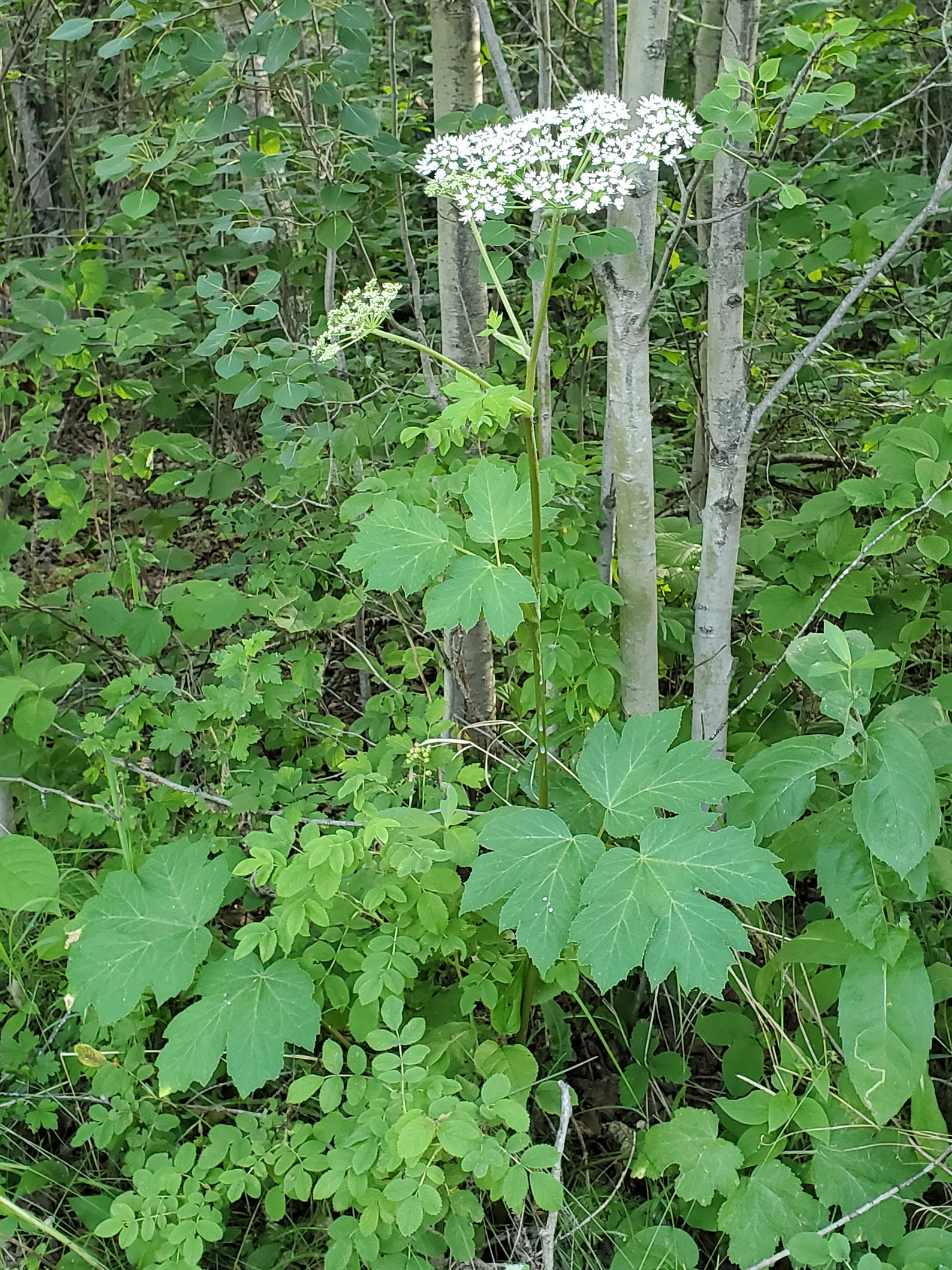 Cow Parsnips - Heracleum Maximum - Canadian Native Wildflower Seeds ...