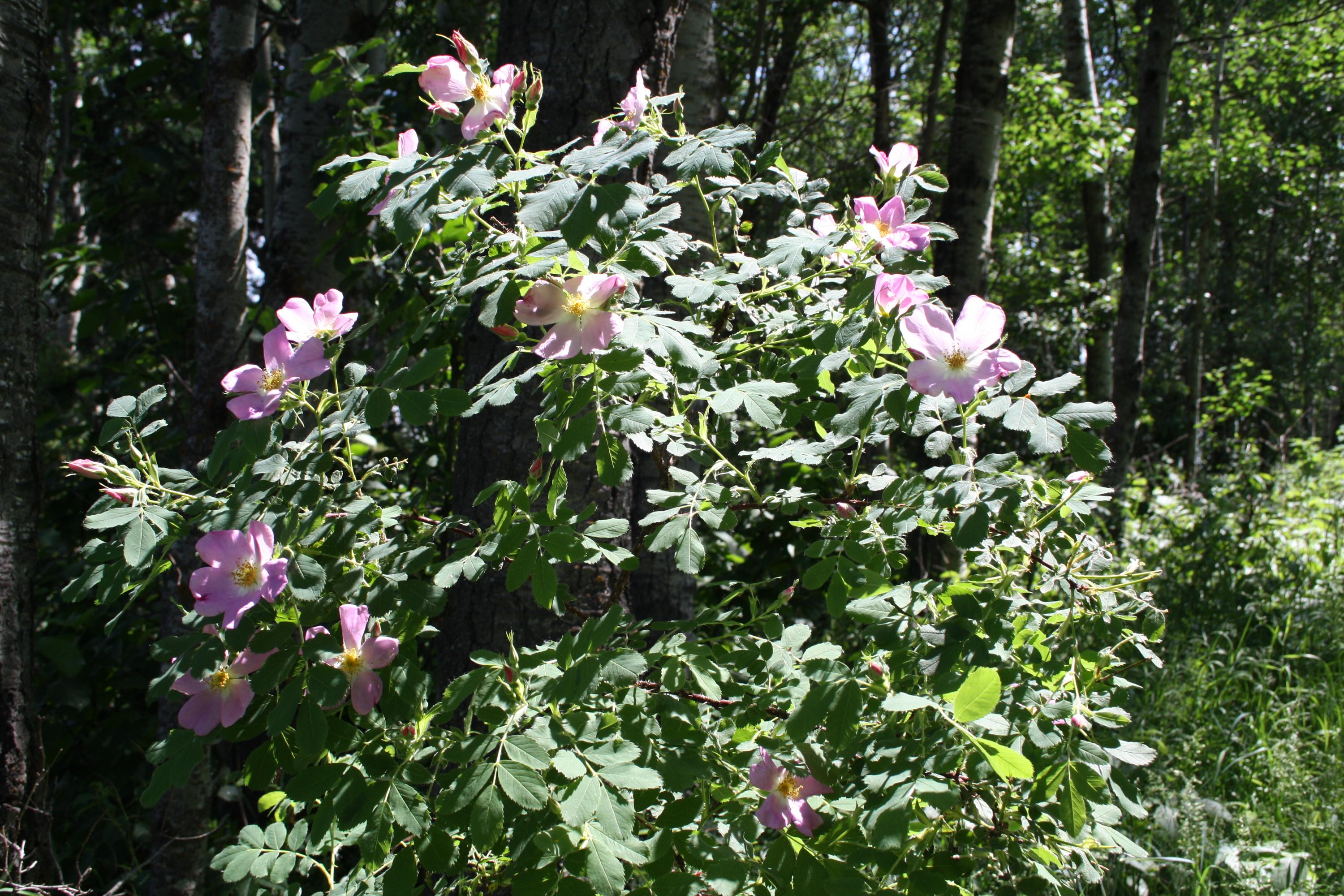 Prickly Wild Rose - Rosa Acicularis - Canadian Native Wildflower Seeds ...