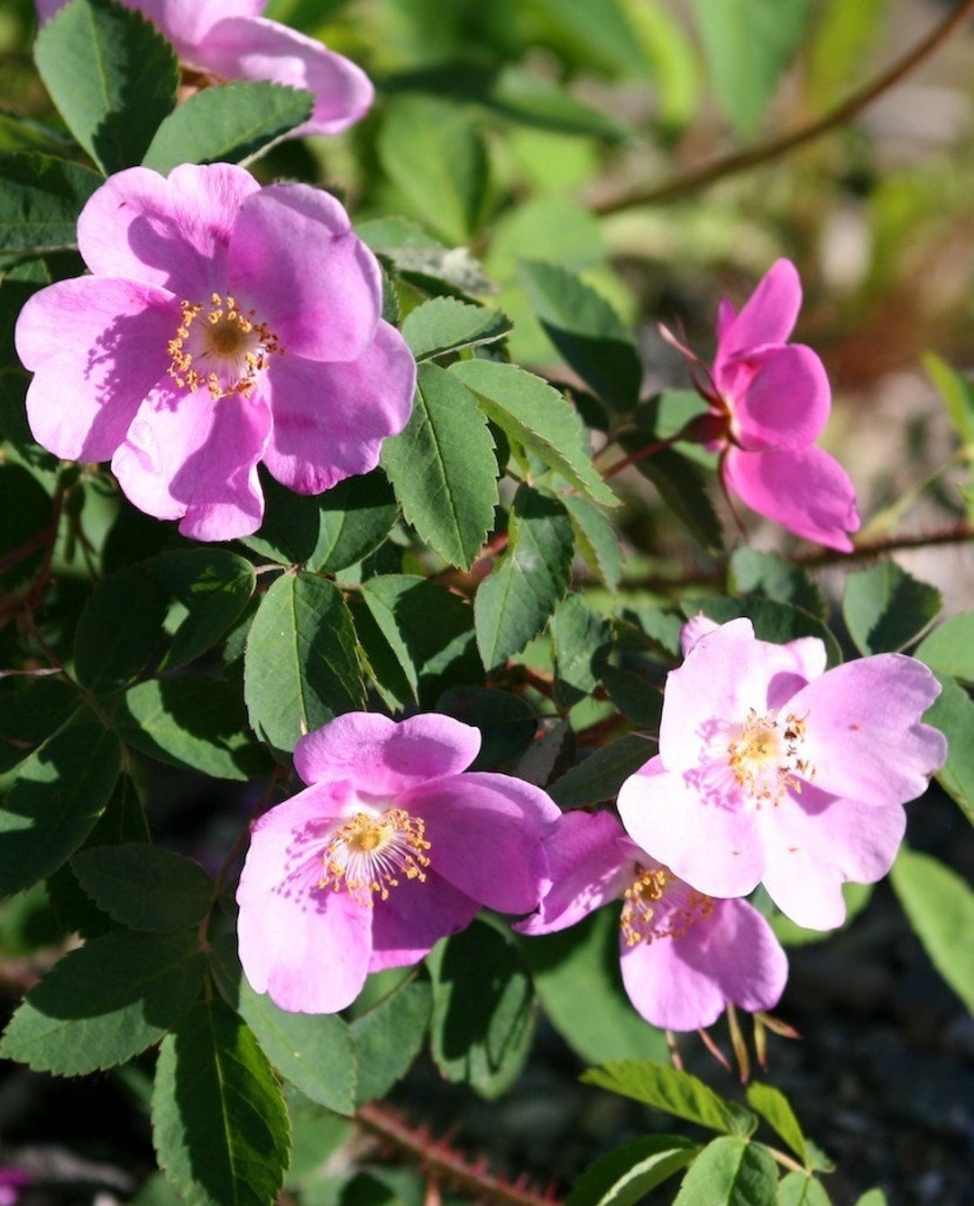 Prickly Wild Rose - Rosa Acicularis - Canadian Native Wildflower Seeds ...