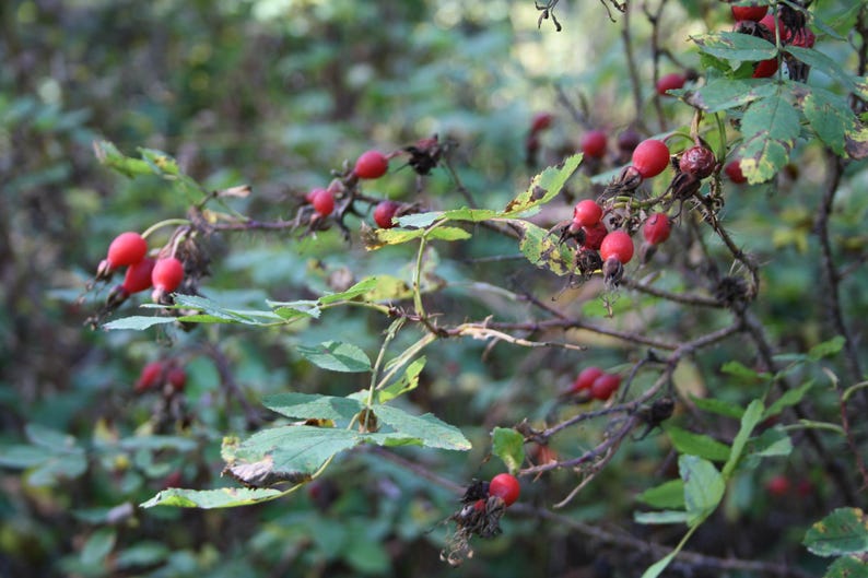 Prickly Wild Rose - Rosa Acicularis - Canadian Native Wildflower Seeds ...