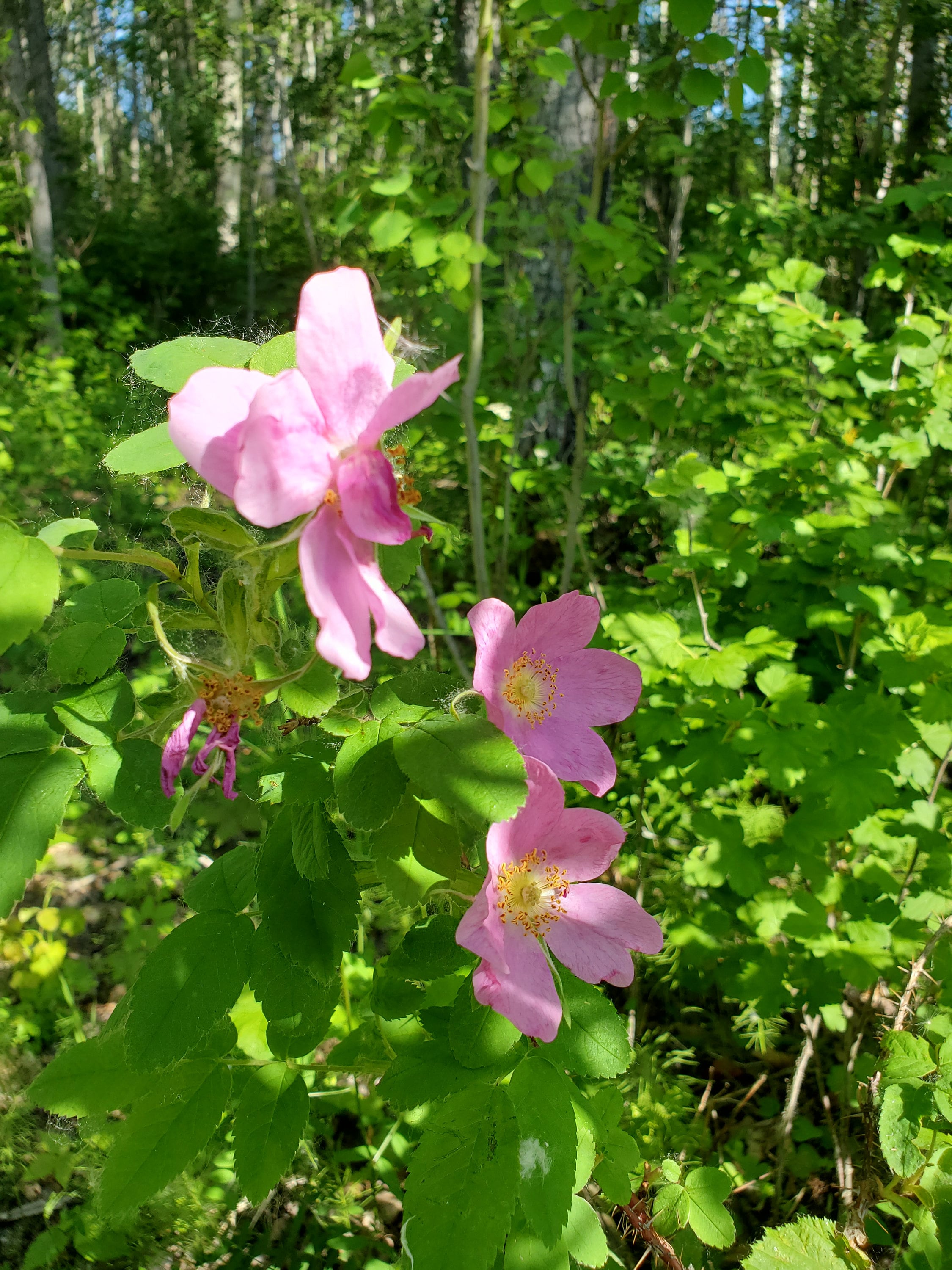 Prickly Wild Rose - Rosa Acicularis - Canadian Native Wildflower Seeds ...