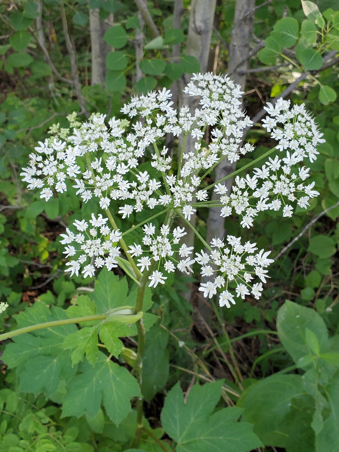 Cow Parsnips - Heracleum Maximum - Canadian Native Wildflower Seeds ...