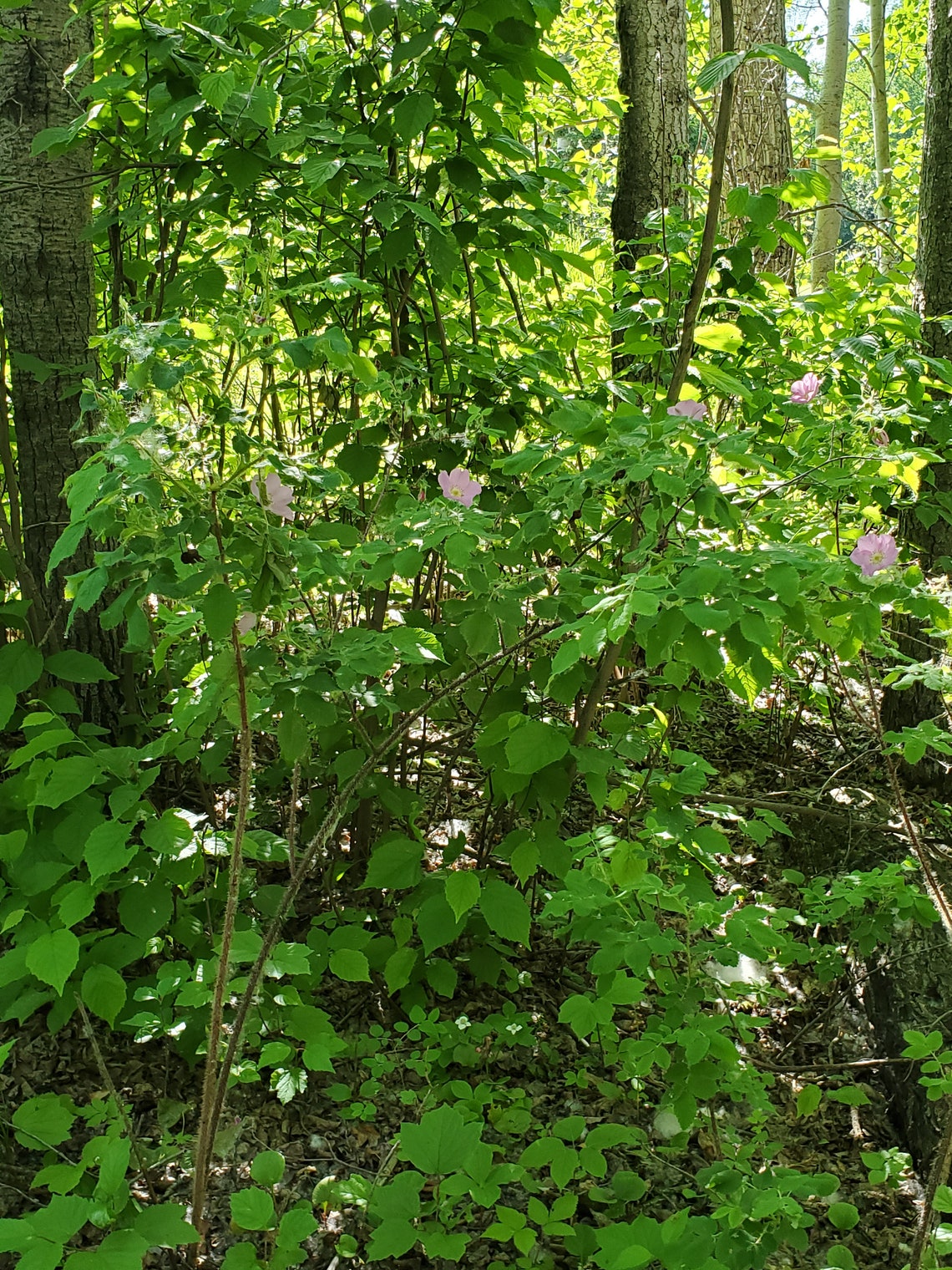 Prickly Wild Rose - Rosa Acicularis - Canadian Native Wildflower Seeds ...