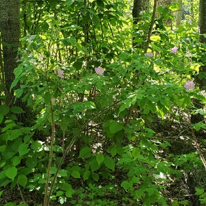Prickly Wild Rose - Rosa Acicularis - Canadian Native Wildflower Seeds ...