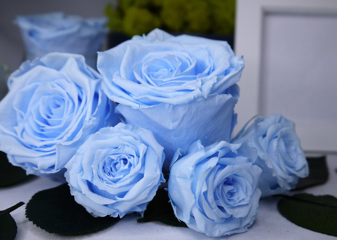 Baby Blue Real Preserved Infinity Rose Single Head Crafting - Etsy