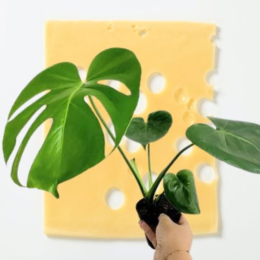 Swiss Cheese Monstera Deliciosa Live Evergreen Table Plant - Etsy